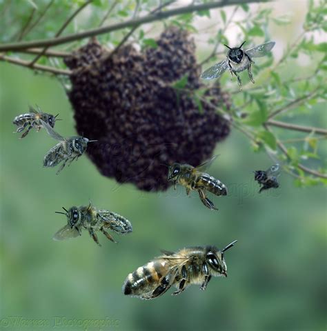 Swarm Of Honey Bees Photo Wp01050