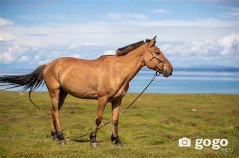 “Дэлхийн адууны өдрийн тухай” тогтоолыг НҮБ ын Ерөнхий Ассамблей дэмжин