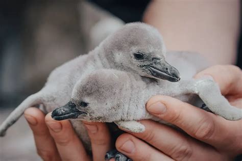 11 best lightweight linux distros of 2023 for everyone 🐧