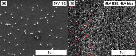 Quantification Of Sio2 Nanoparticle Sedimentation On A549 Cells