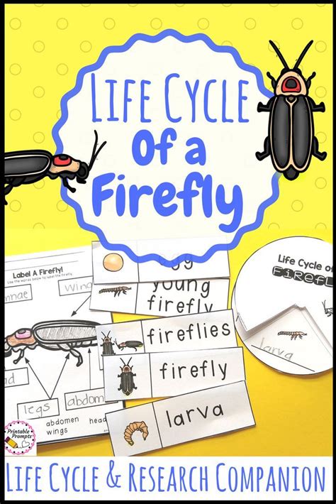 Firefly Life Cycle And Research Companion Life Cycles Elementary