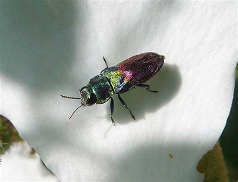 17 Cute Bugs For New Found Creepy Crawly Appreciation