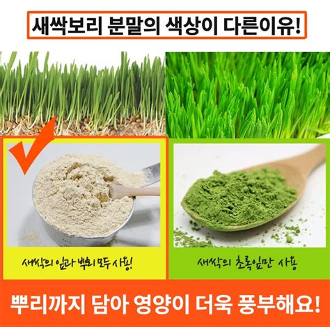 새싹보리 수경재배 아이보리 분말 노지는 초록 가루 먹는법 A5