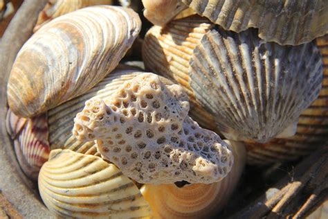 Shells Photograph By Mike McGlothlen Fine Art America