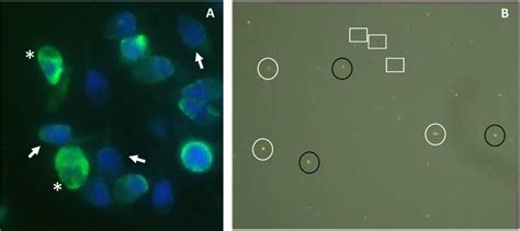 Representative Images From Tunel Assay And Tali Apoptosis Assay A Download Scientific Diagram