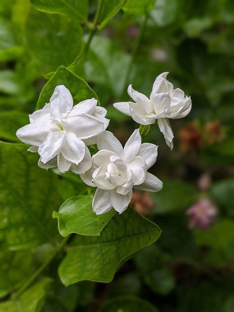 Organic Jasmine Sambac Plant Mudbrick Herb Cottage