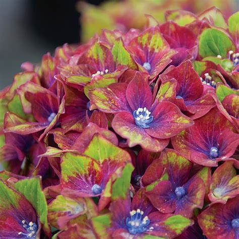 Pistachio Hydrangea Plant Addicts
