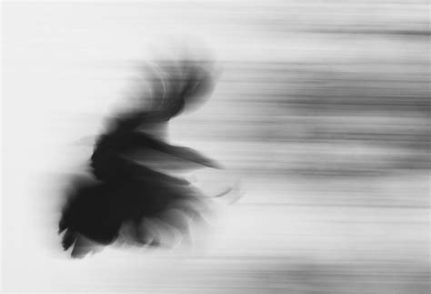 Transition Avian Critiques Nature Photographers Network