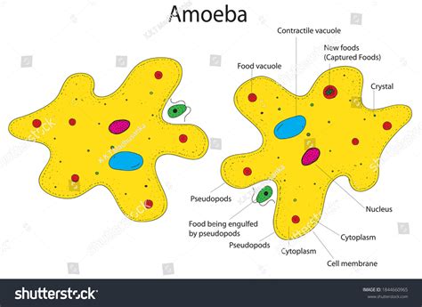 Amoeba Under Microscope Labeled