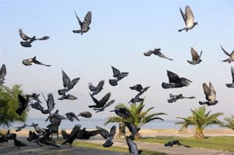 Beautiful Bird Side View Vector With Earth Background Download Free