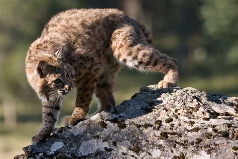Bobcat Animal The Ultimate Guide Assorted Animals