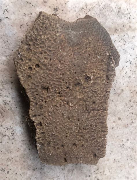 Fossil Turtle Shell Dinosaur Age Hell Creek Formation Real Fossils Etsy