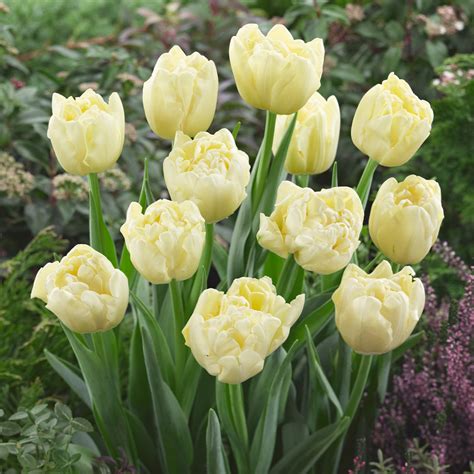 Buy premium quality Tulip Avant Garde 10/12cm from Dutch Bulbs
