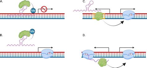 Deciphering The Hidden Language Of Long Non Coding Rnas Recent Findings And Challenges Intechopen