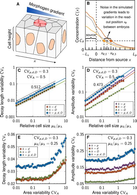 Cell Size But Not Its Variability Affects Gradient Variability A In Download Scientific