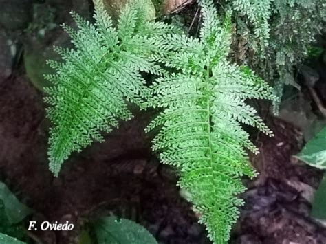 Asplenium Uniseriale Ecos Del Bosque