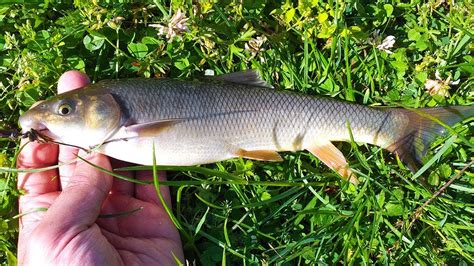 თევზაობა სიონის ტბაზე 2019 Youtube