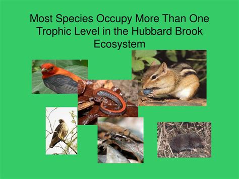 Ppt Trophic Structure Powerpoint Presentation Free Download Id 294650