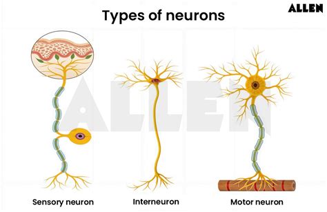 understand the neuron structure function and types