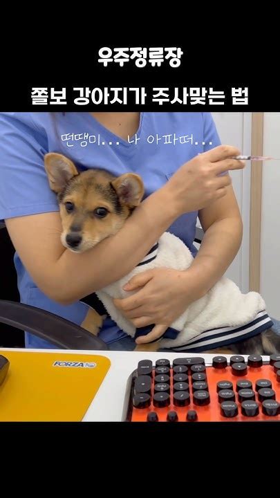 엄마 돈까스 먹으러 간다며 Youtube