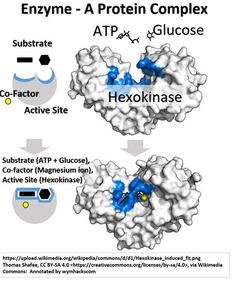 Enzyme Primer Wymhacks
