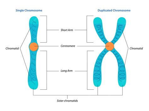Premium Vector Illustration Of Singel And Duplicated Chromosome Structure