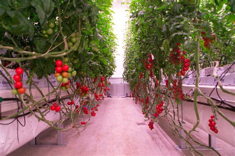 the benefits of real time measuring of photosynthesis · certhon