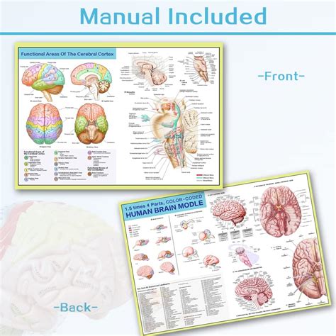 15 Times Life Size Brain Human Brain Model For Neuroscience Brain