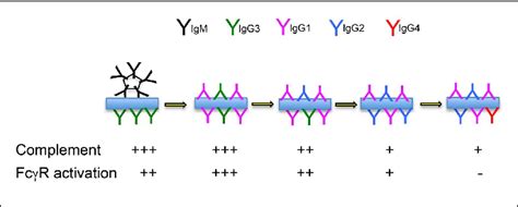 Figure 1 From A Temporal Model Of Human Ige And Igg Antibody Function