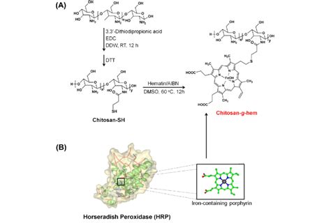 A The Synthesis And Chemical Structures Of Chitosan Chitosan Sh And Download Scientific