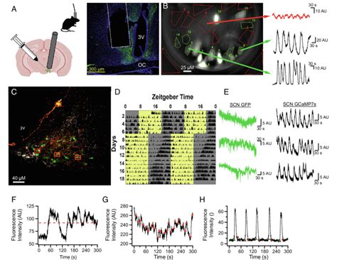 In Vivo Characterization Of Avp Neurons In The Scn Network A Left