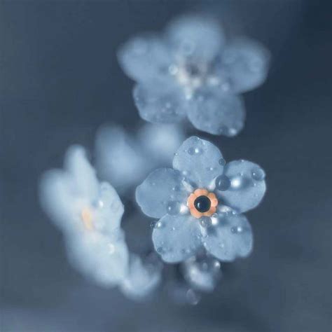 عکس پروفایل گل زیبا 🌸 پیکوپیکس