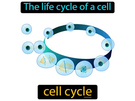 Cell Cycle Definition And Image Radience Gaming