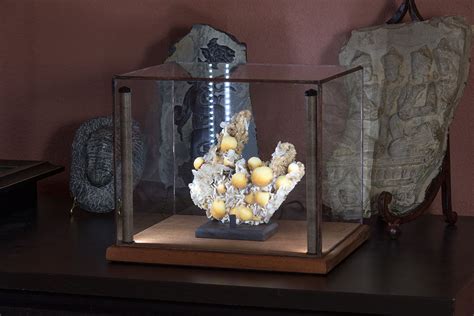 Lighted Display Cases Fossil Preparation The Fossil Forum