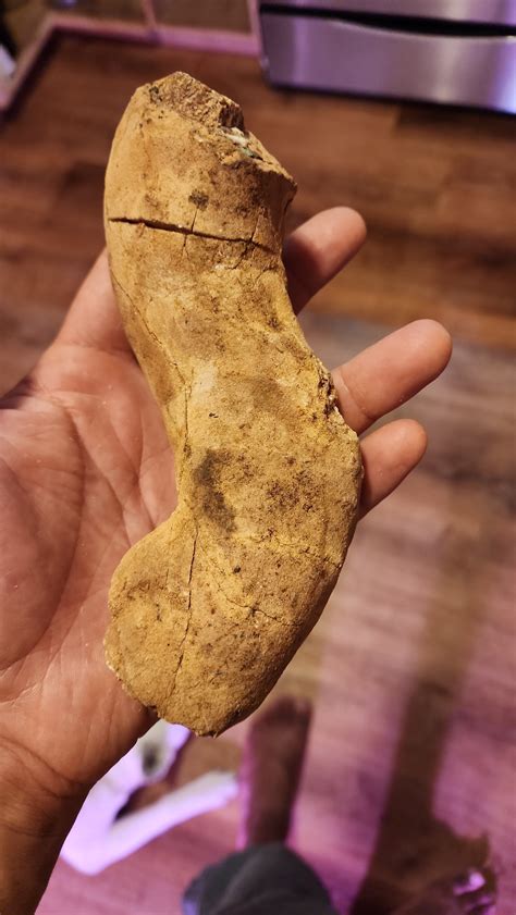 Fossil R Fossilhunting