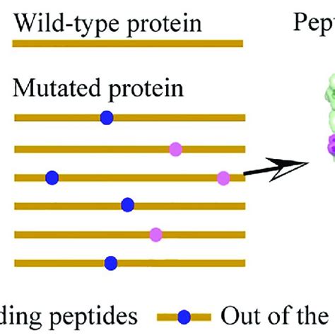 Predicting Mhc Binding Peptides And Calculating Mutation Densities