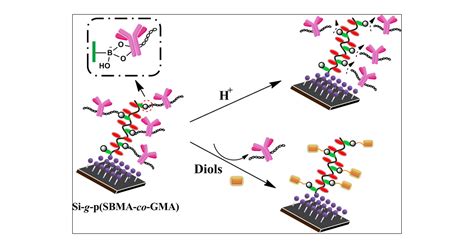 Fabrication Of A Detection Platform With Boronic Acid Containing Zwitterionic Polymer Brush