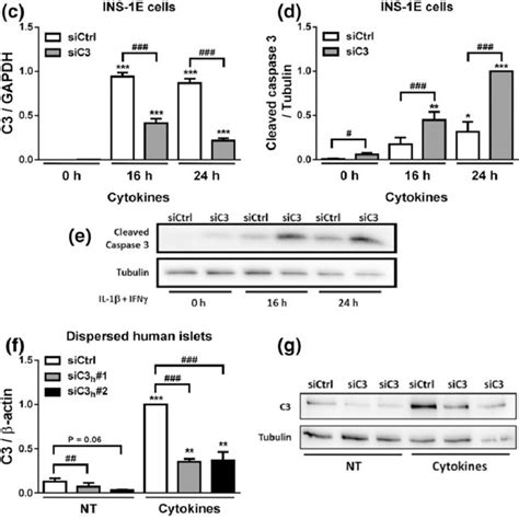 Complement C3 Expression In Pancreatic Cells A Ins 1e Cells Were