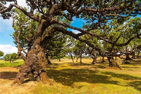Forêt De Fanal Madère Lauriers Anciens Vue Paysage Des Arbres En été