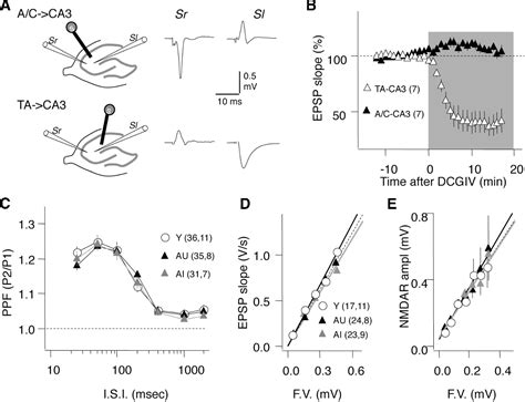 Figure 2 From Integrity Of Mglur Ltd In The Associativecommissural Inputs To Ca3 Correlates