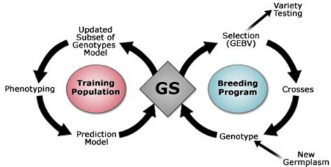 Chapter Marker Assisted Selection And Genomic Selection Molecular