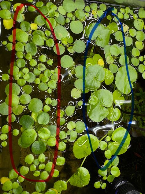 Do I Have Two Different Type Of Amazon Frogbit Here Raquariums