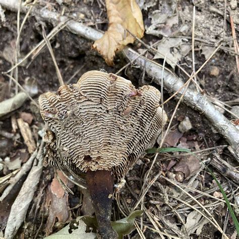 계단겨우살이버섯아재비