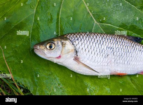 Freshwater Chub Fish