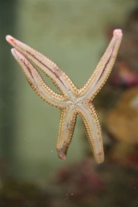 Starfish Glued To The Glass Stock Image Image Of Glass Observes