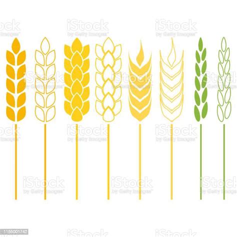 밀 귀와 쌀 아이콘 세트입니다 작물 보 리 또는 호 밀 징후 농업 디자인 요소 컬렉션입니다 벡터 일러스트입니다 건강한 식생활에 대한 스톡 벡터 아트 및 기타 이미지 Istock