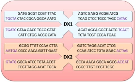 Sequence Of Double Crossover Dna Download Scientific Diagram