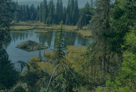 Ecosystem Integrity — Ecosystem Intelligence