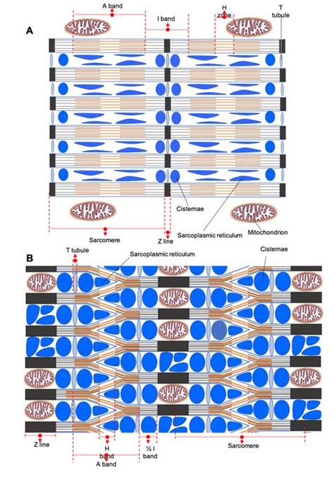 Comparison Of The Organisation [image] Eurekalert Science News Releases