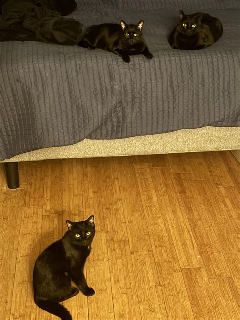 Why Do They Always Seem To Be Plotting Rcats